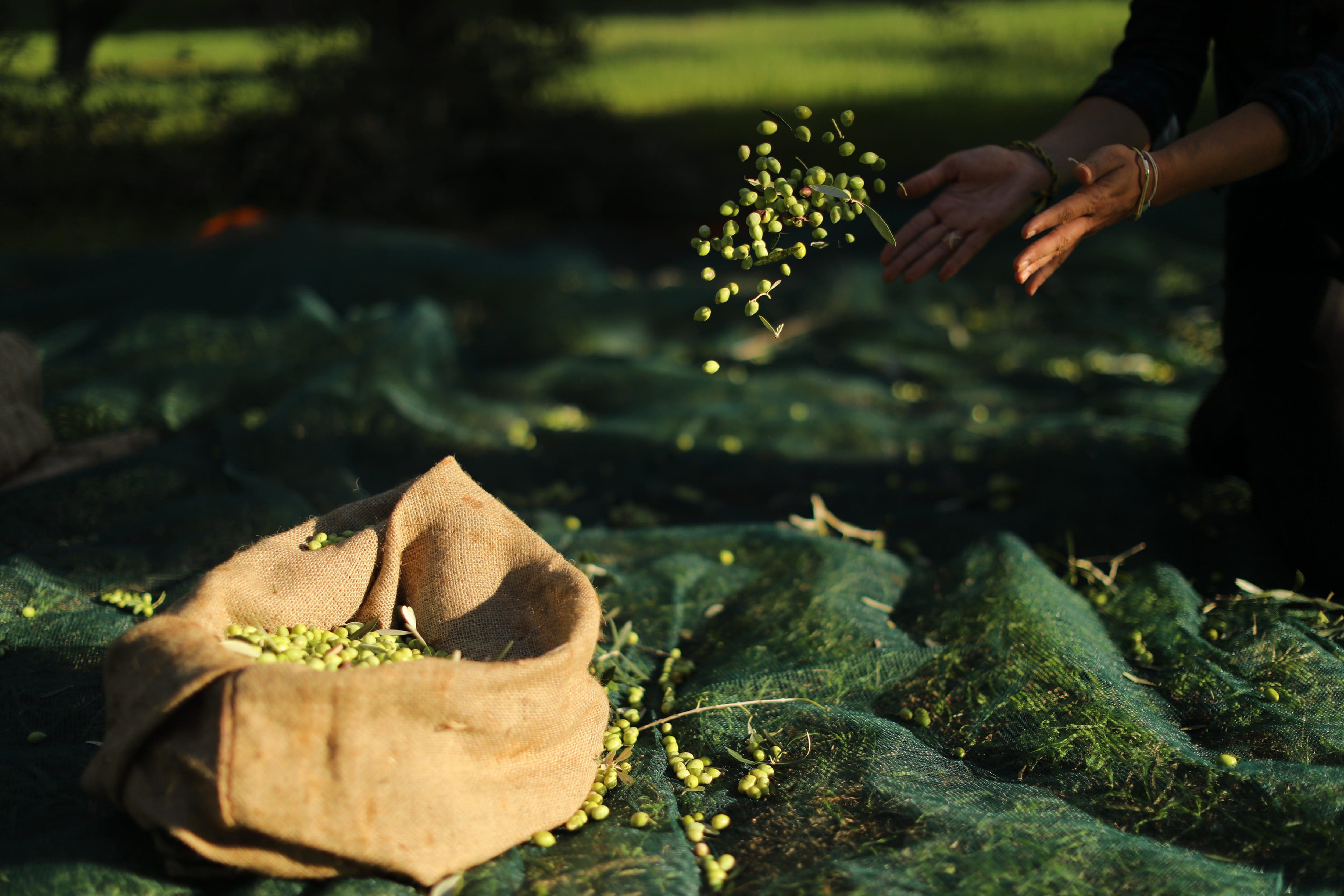 Family Olive Harvesting