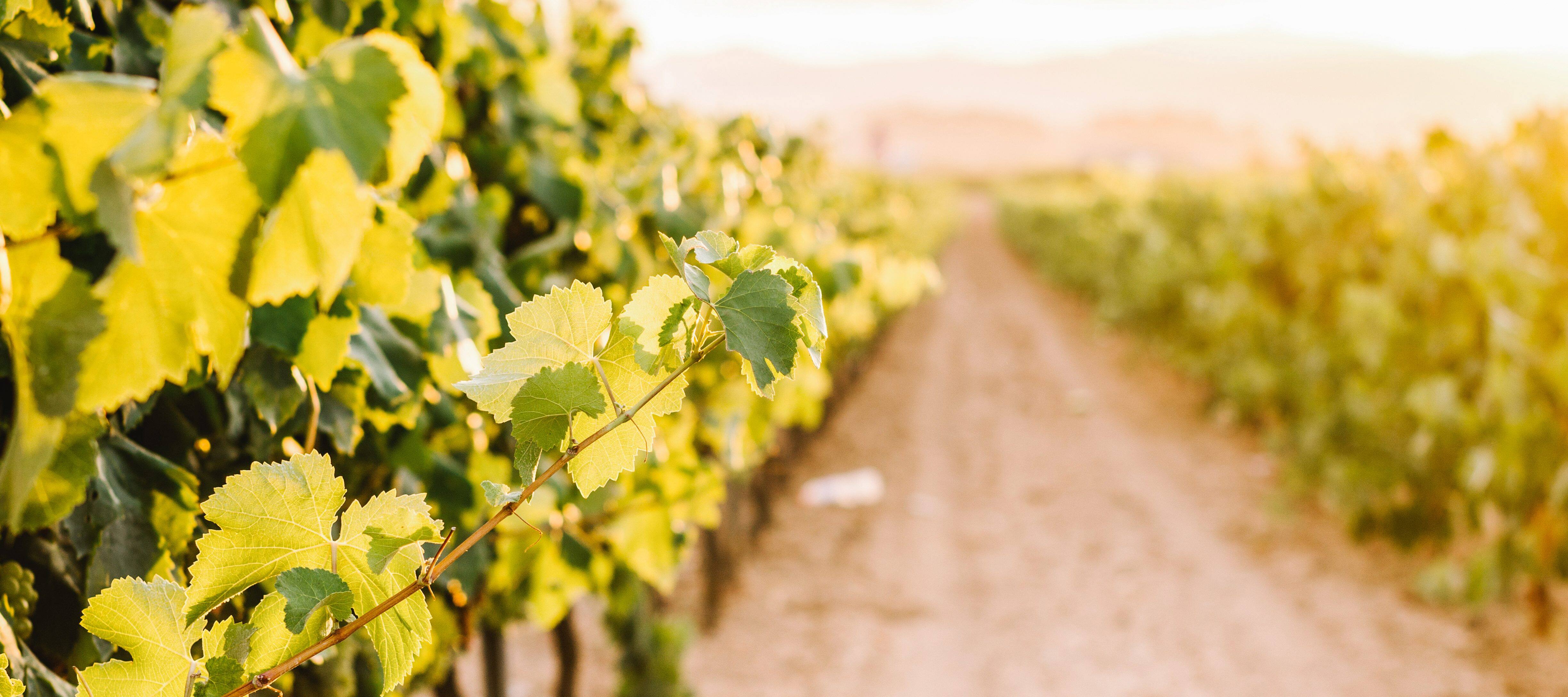 Everything You Need To Know About Cava | Luxury Travel | MO Magazine